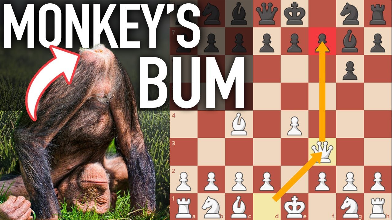 THE MONKEY’S BUM | TRICKY CHESS GAMBIT