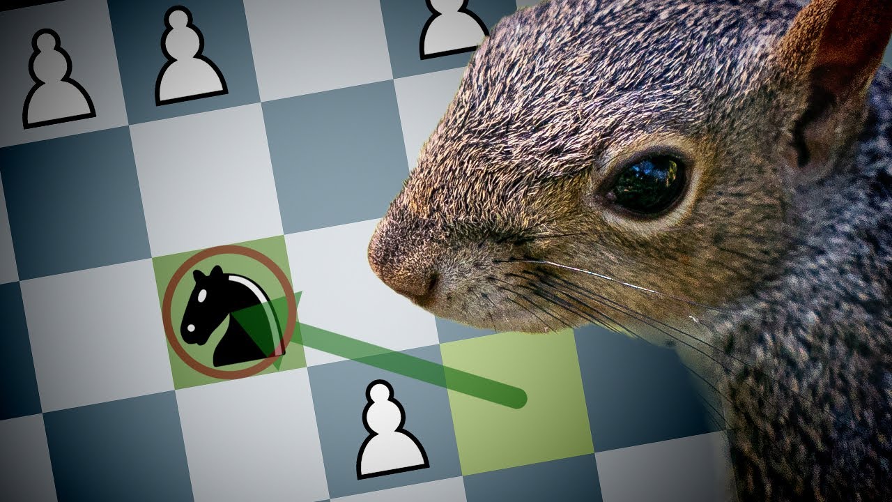 The Squirrel Defense