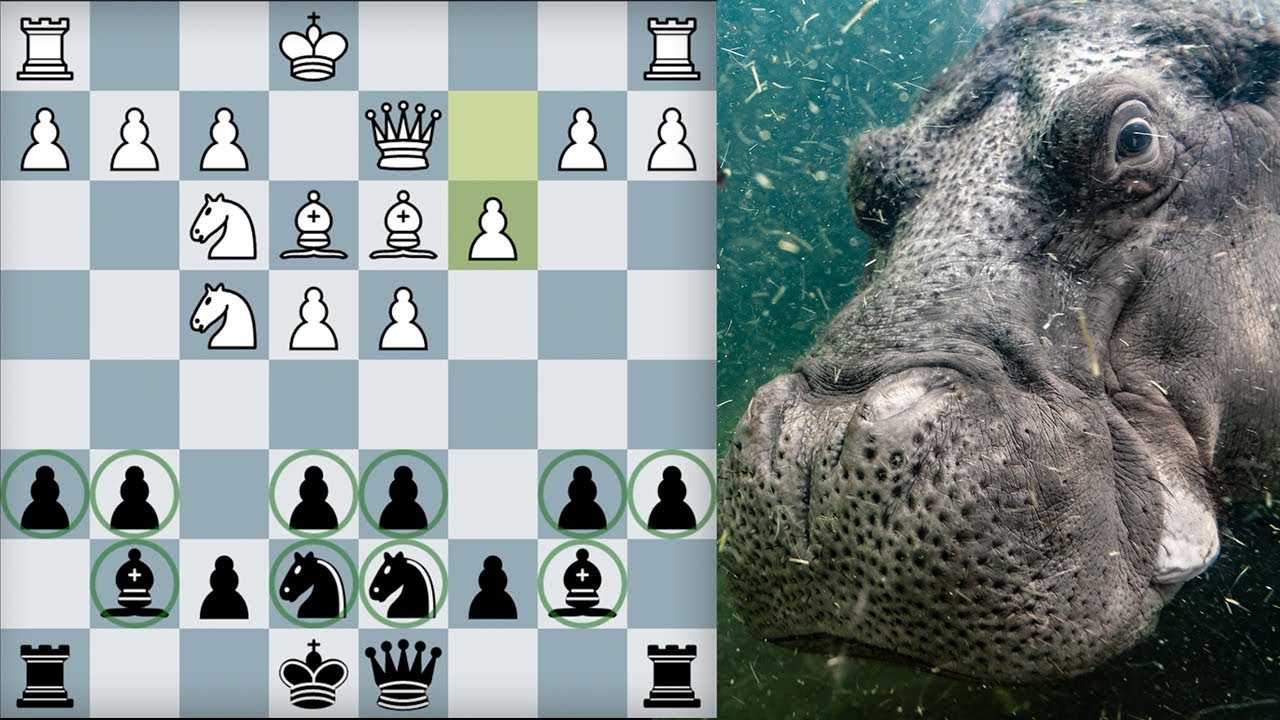 Don’t Mess With The Hippo